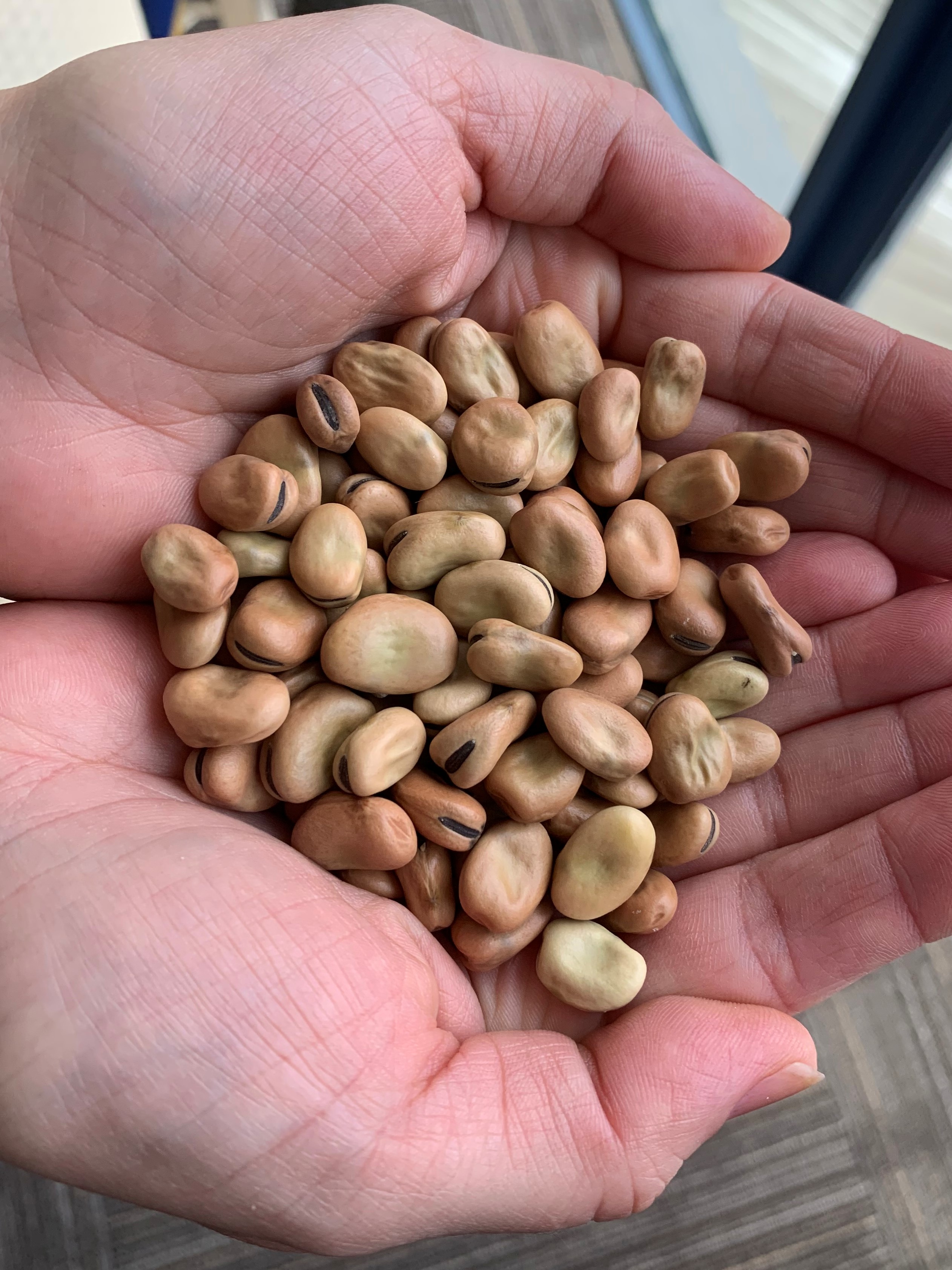 Faba Beans